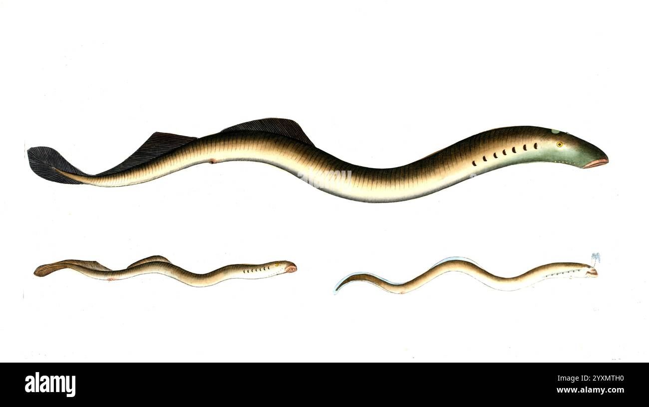 Pride lamprey hi-res stock photography and images - Alamy