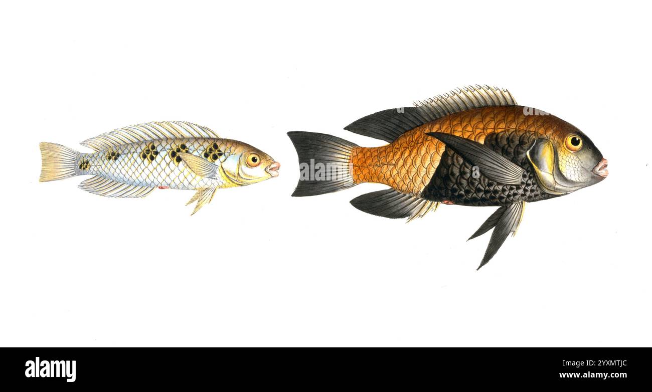 Fisch, Fische, links: Gattung von Lippfischen, Labrus malapterus, der ...