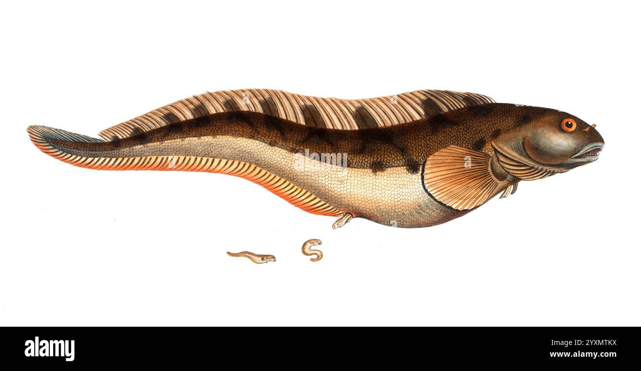 Fisch, Fische, Blennius viviparus, die Aalmutter, the viviparous Blenny ...