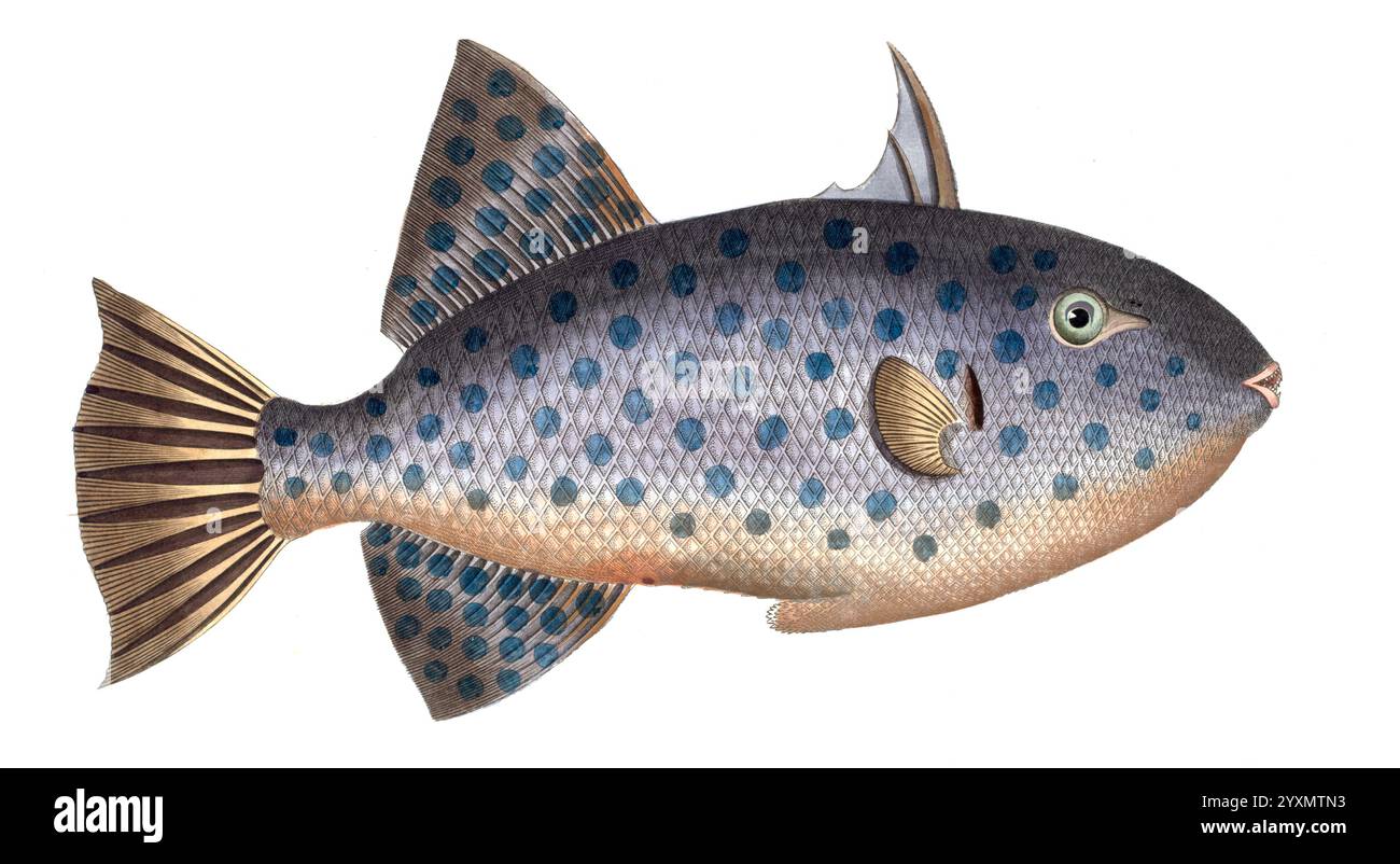 Fish cut file Cut Out Stock Images & Pictures - Alamy