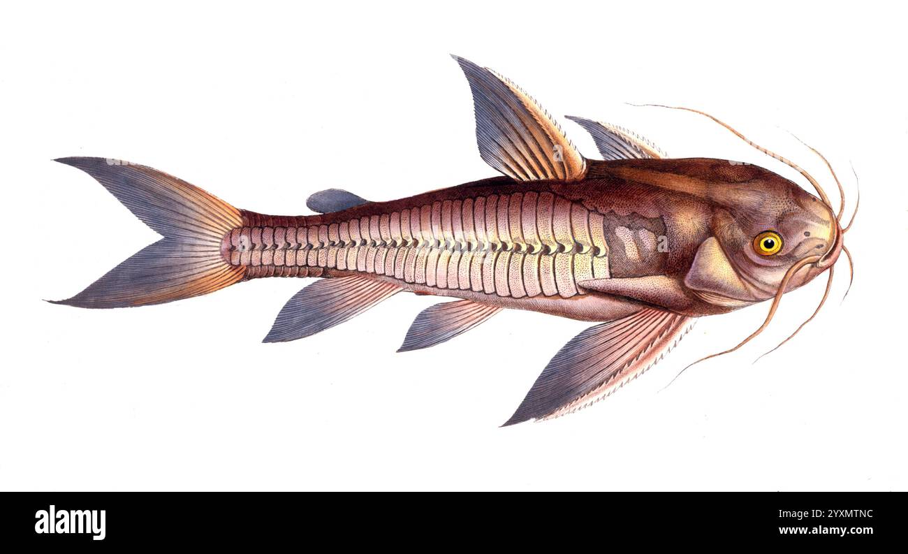 Fisch, Fische, Cataphractus costatus, der Ribbenfisch, the Rib-fish ...