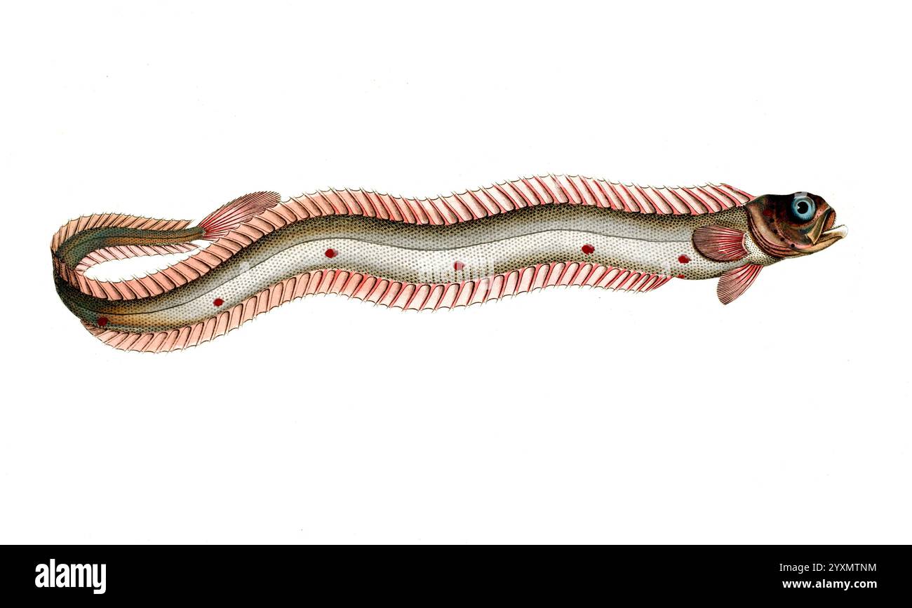 Fisch, Fische, Capola taenia, der Bandfisch, the Band-fish, Historisch ...