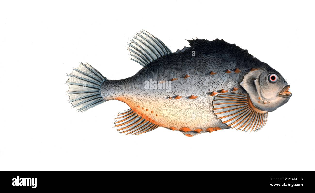 Cycloterus lumpus hi-res stock photography and images - Alamy