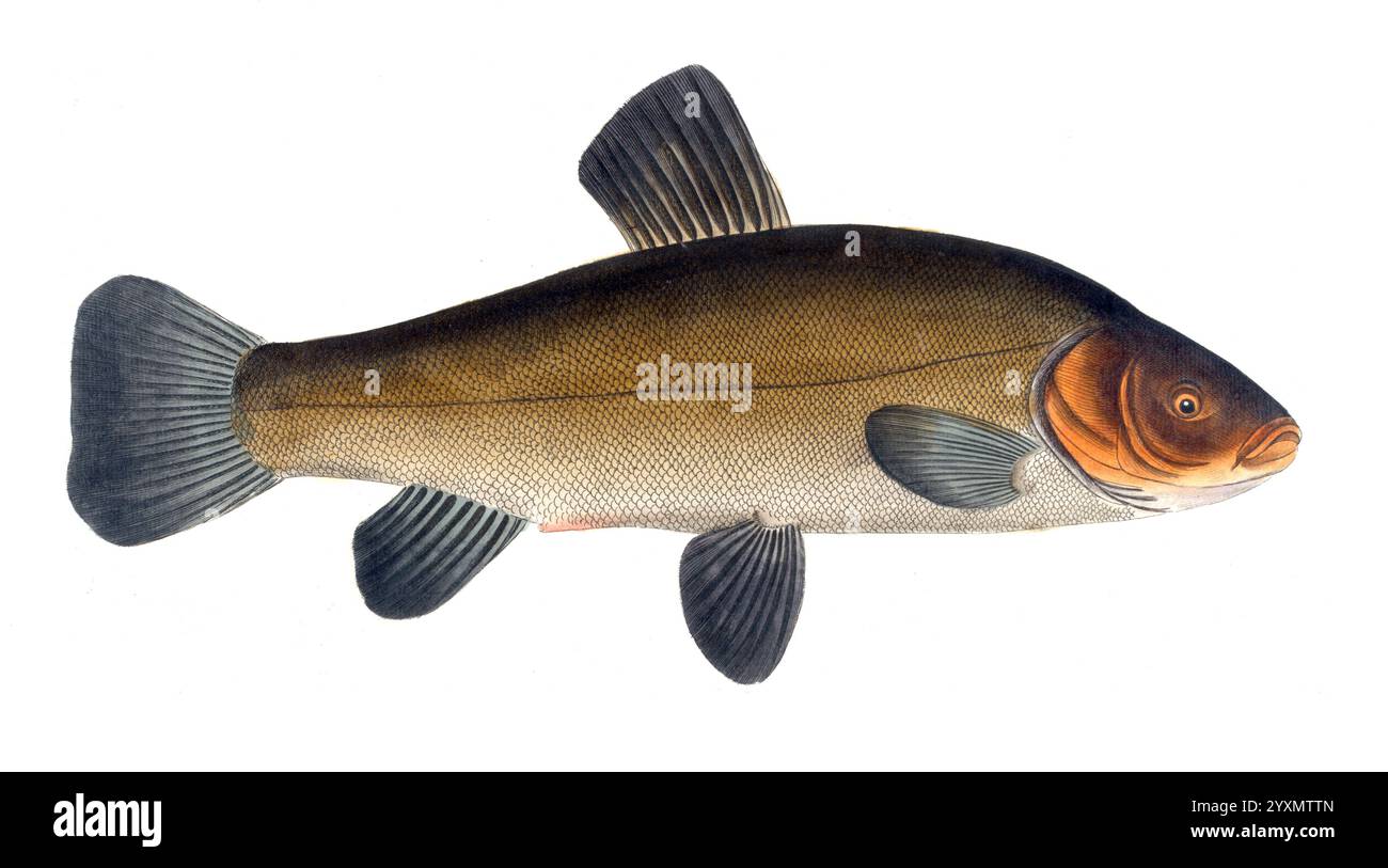 Tench tinca tinca drawing Cut Out Stock Images & Pictures - Alamy