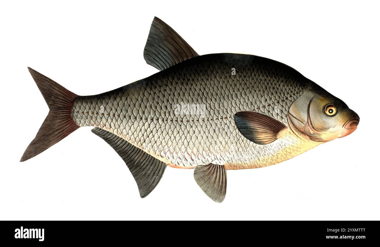Fisch, Fische, Gattung der Karpfenfische, Cyprinus brama, der Bley oder ...