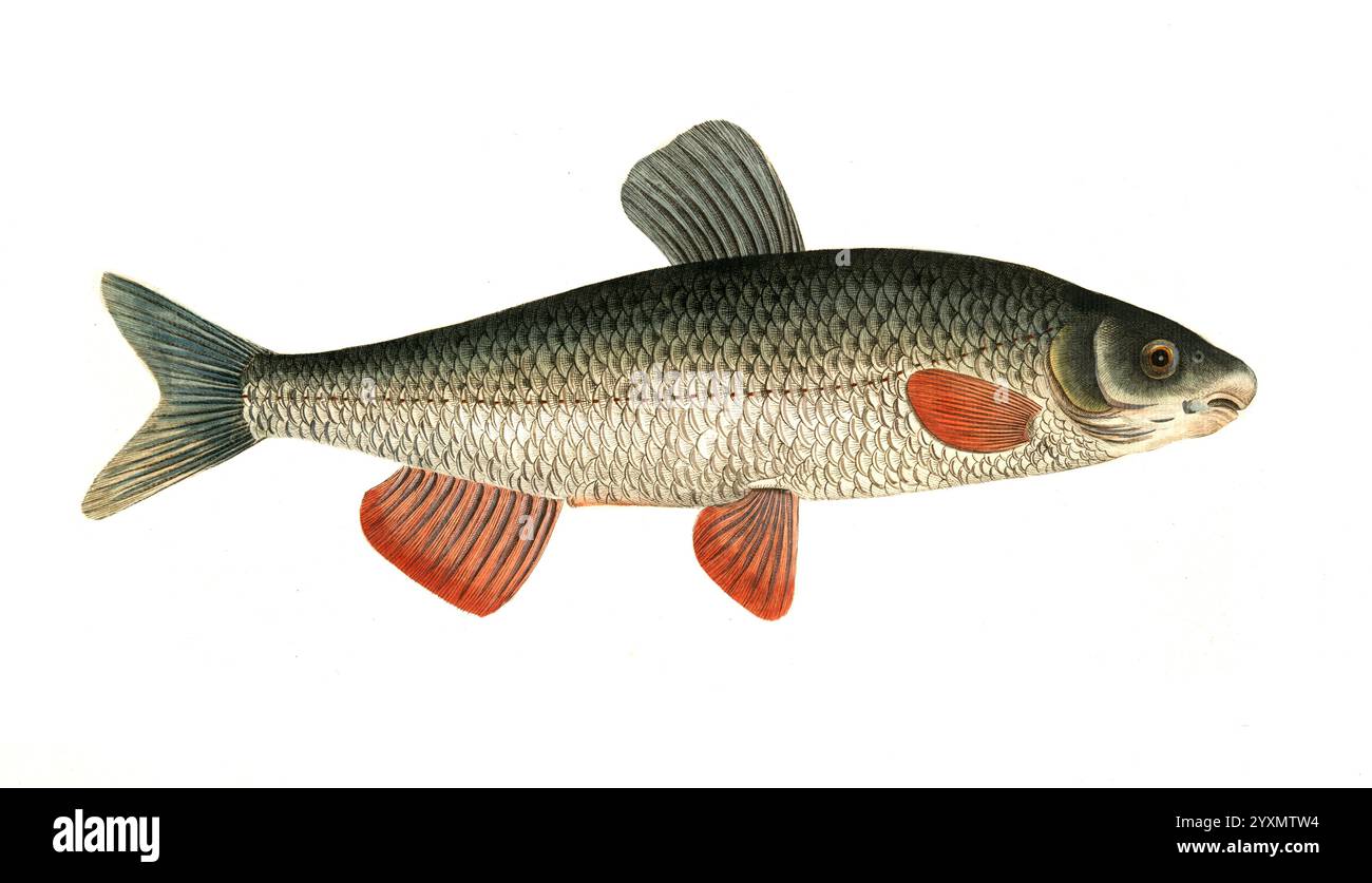 Cyprinus nasus hi-res stock photography and images - Alamy