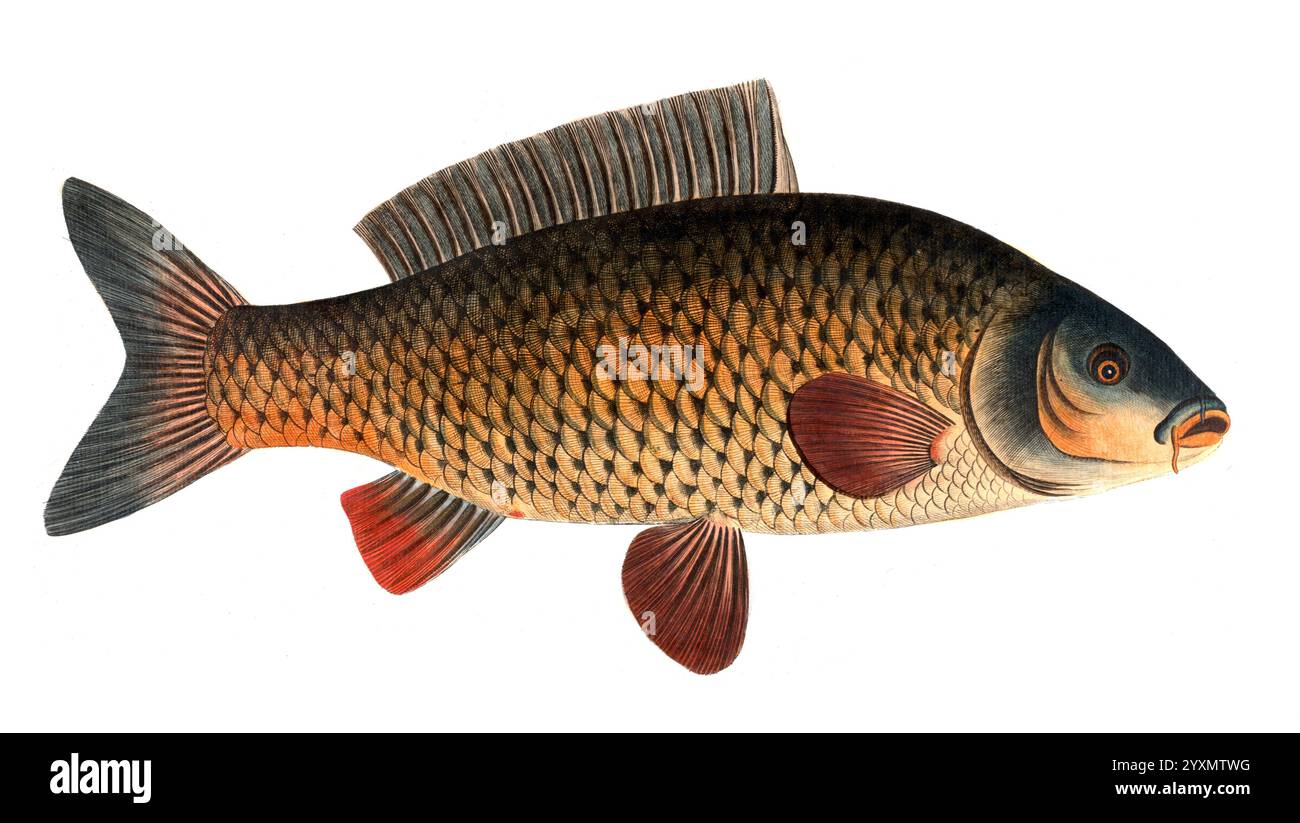 Fisch, Fische, Gattung der Karpfenfische, Cyprinus carpio, Karpfen ...