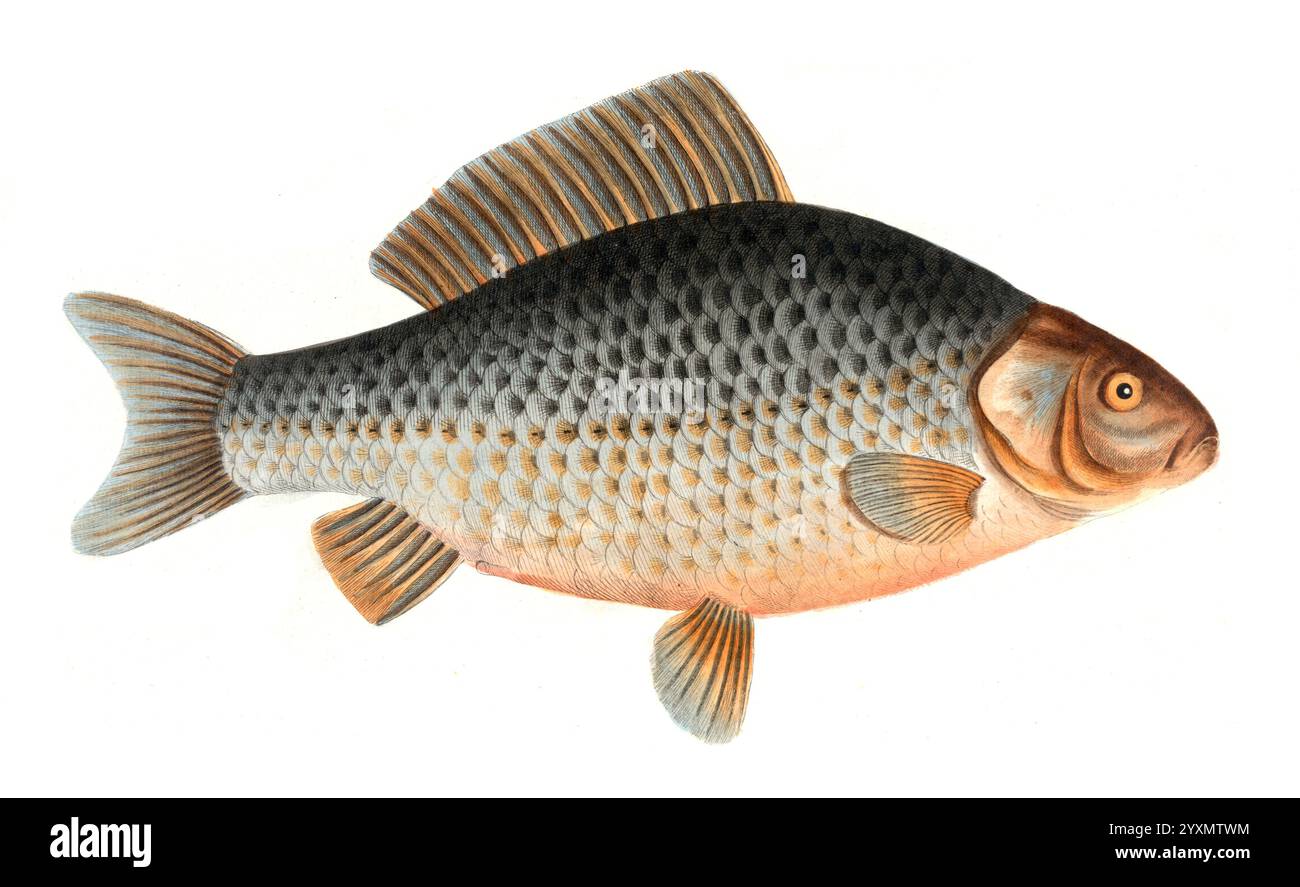 Fisch, Fische, Gattung der Karpfenfische, Cyprinus gibelio, die Giebel ...