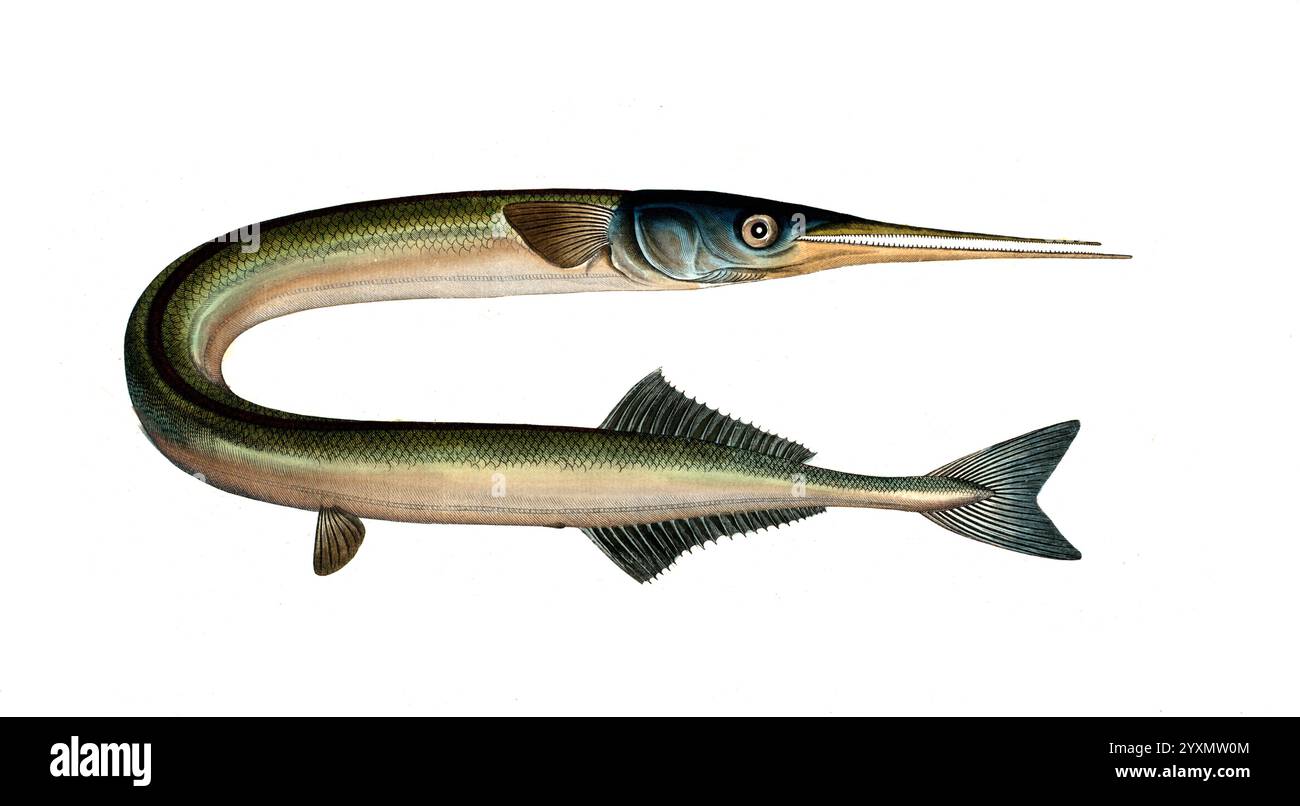 Fisch, Fische, Gattung der Hechte, Esox Belone, Belone belone ...