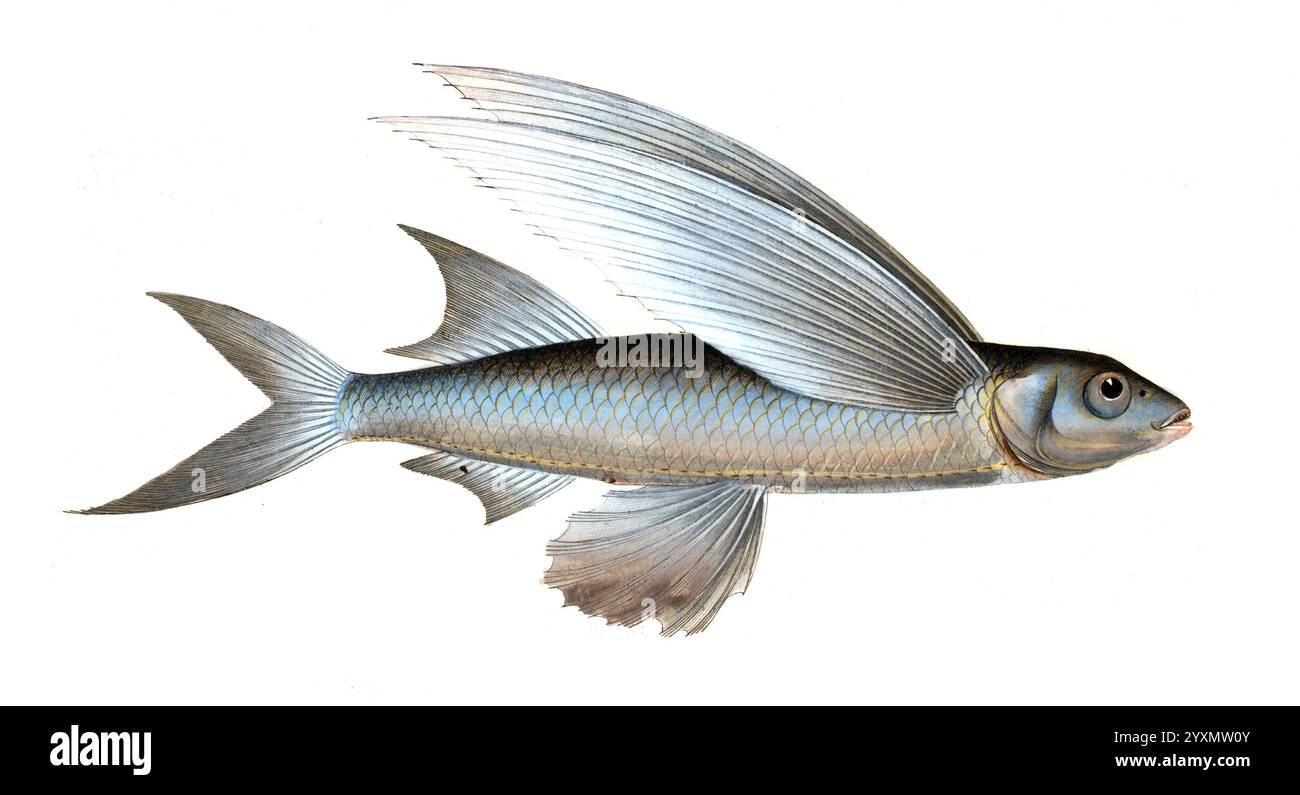 Fisch, Fische, Gattung fliegende Fische, Exocoetus mesogaster, der ...