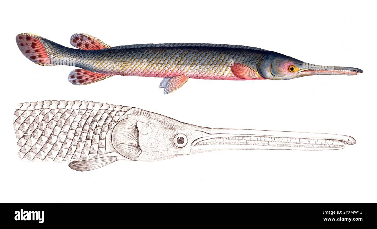 Fisch hecht illustration hi-res stock photography and images - Alamy