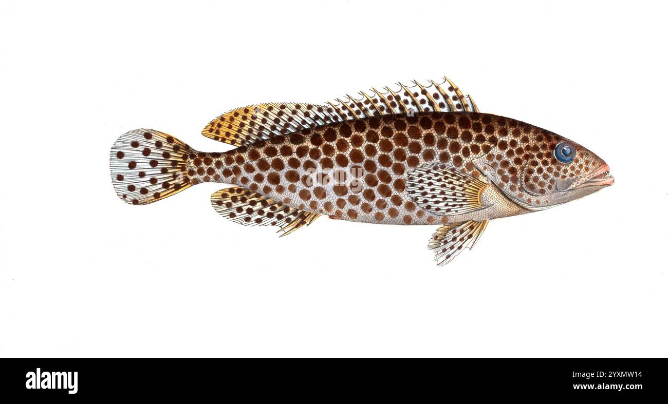 Fisch, Fische, Gattung der Zackenbarsche, Epinephelus Merra, Honigwaben ...