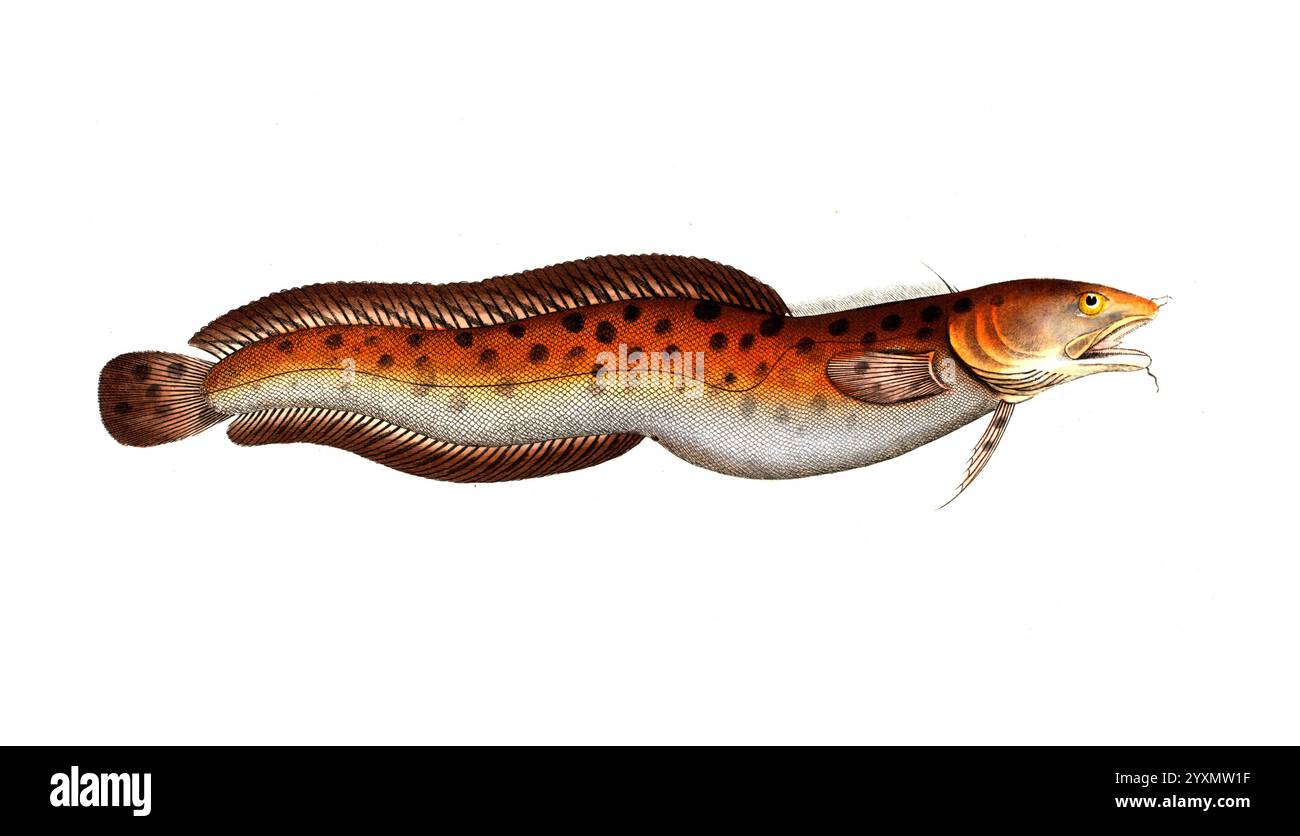 Fisch, Fische, Familie der Dorsche, Gadus tricirratus, die Meerquappe ...