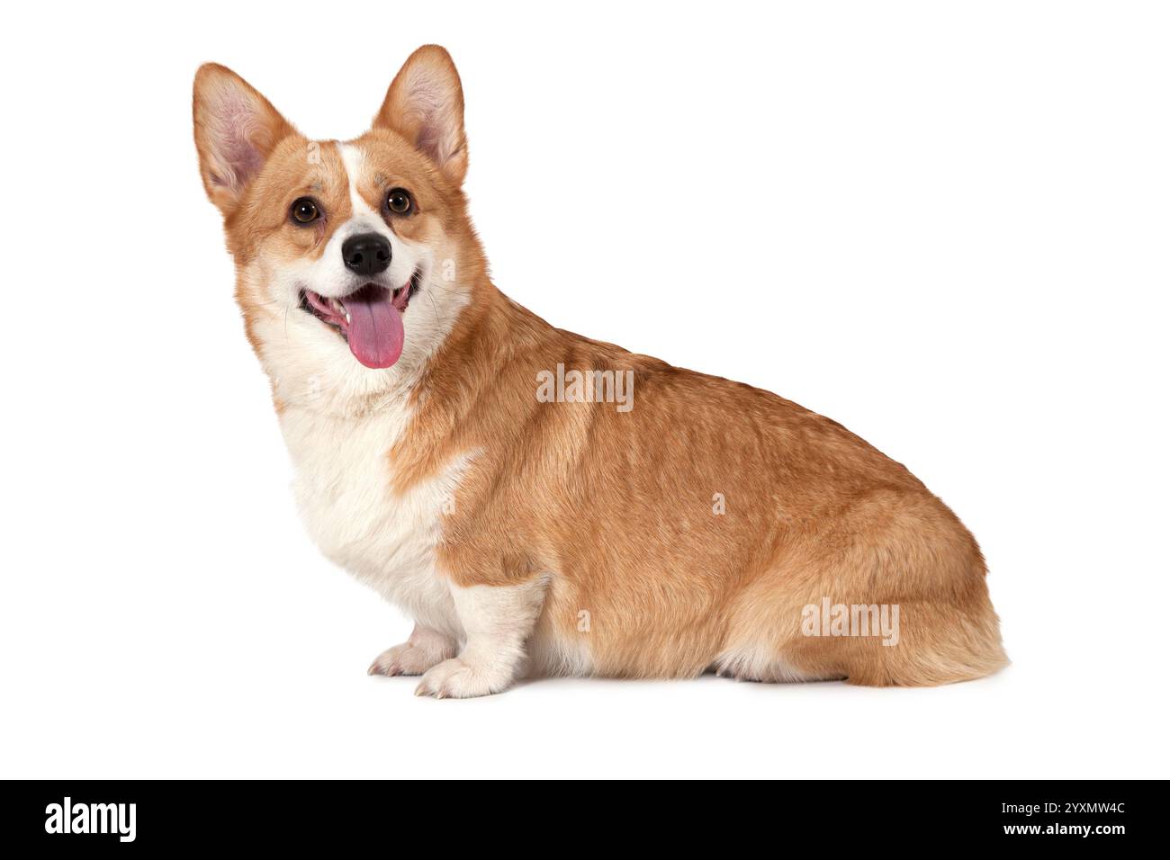 Purebred Welsh corgi Pembroke dog in studio in front of a white ...