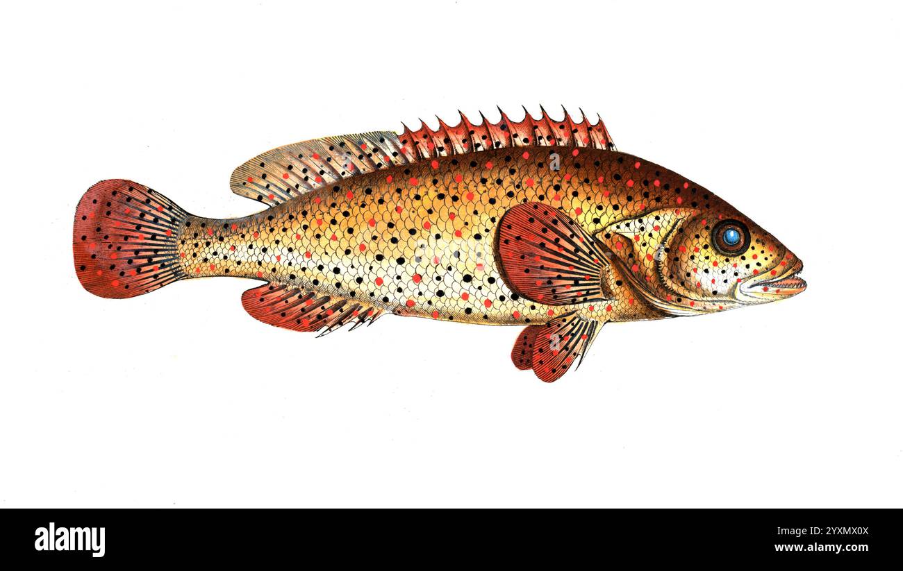 Fisch, Fische, Gattung der Husarenfische, Holocentrus punctatus, der ...