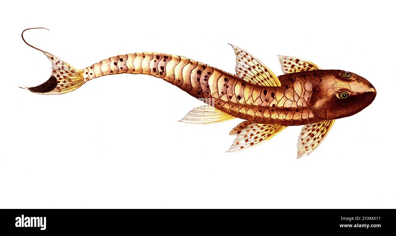 Fisch, Fische, Loricaria maculata, der gefleckte Panzerfisch, The maculated Cuirassier ...