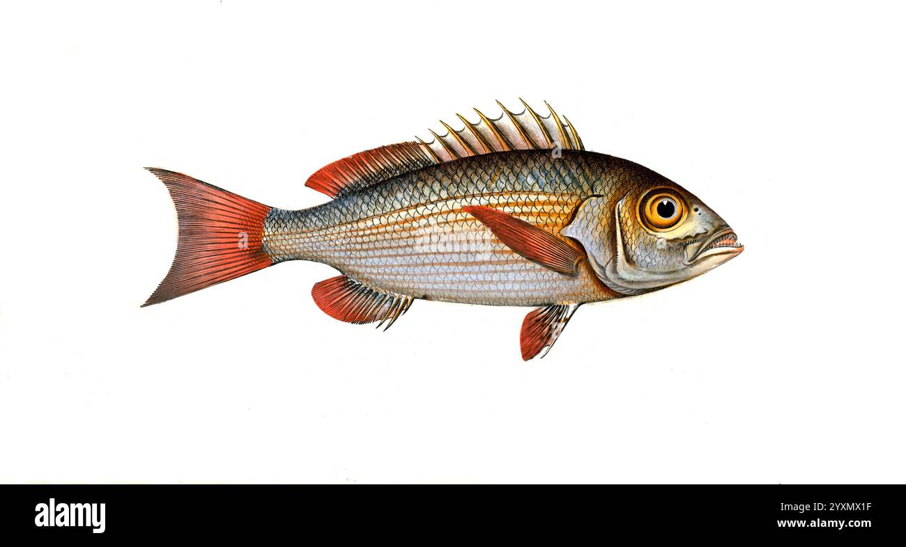 Fisch, Fische, Fischgattung aus der Familie der Schnapper Lutjanus ...