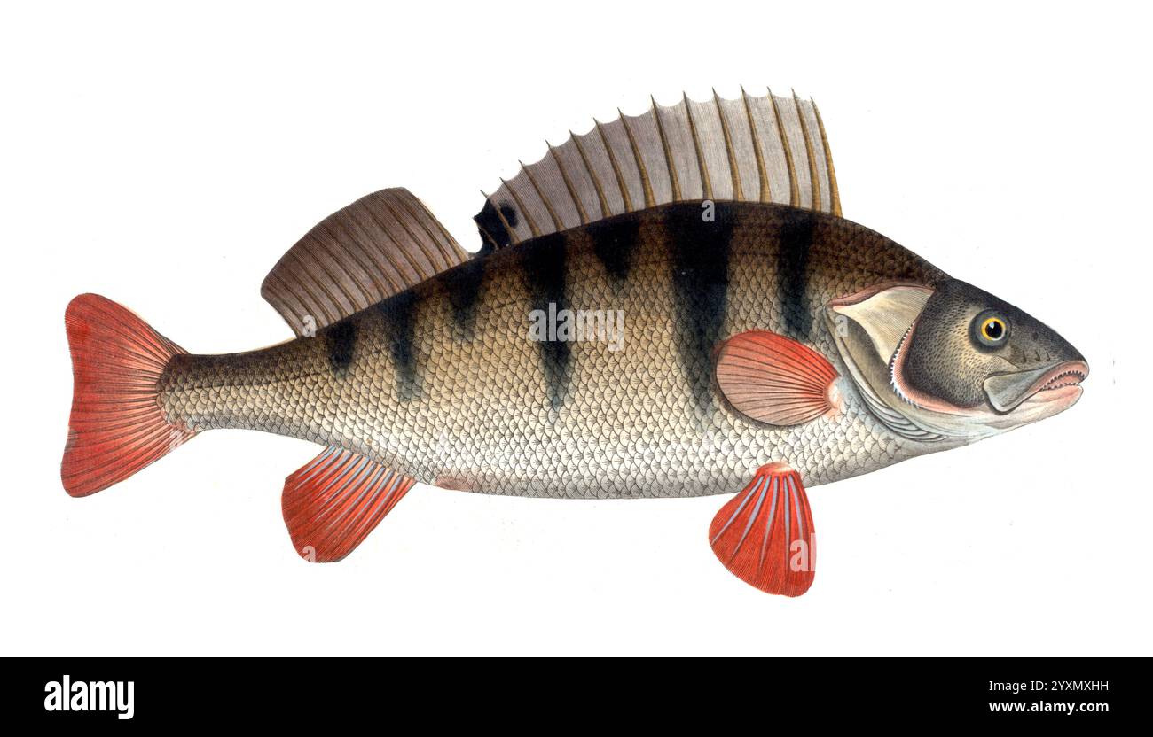 Fisch zeichnung barsch hi-res stock photography and images - Alamy