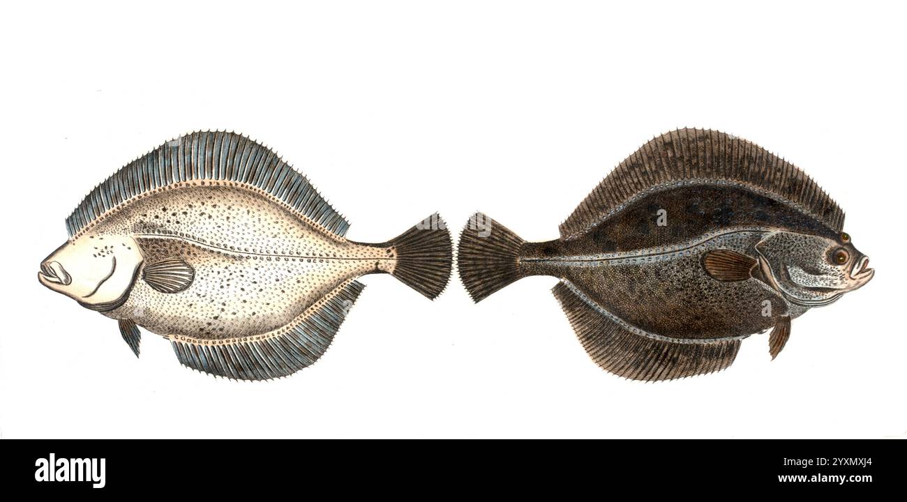 Fisch, Fische, Gattung von Rechtsauge-Flundern, Pleuronectes flesus ...