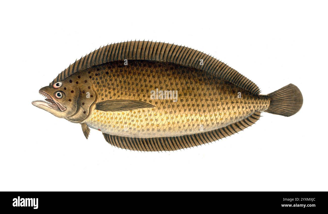 Atlantic spotted flounder hi-res stock photography and images - Alamy