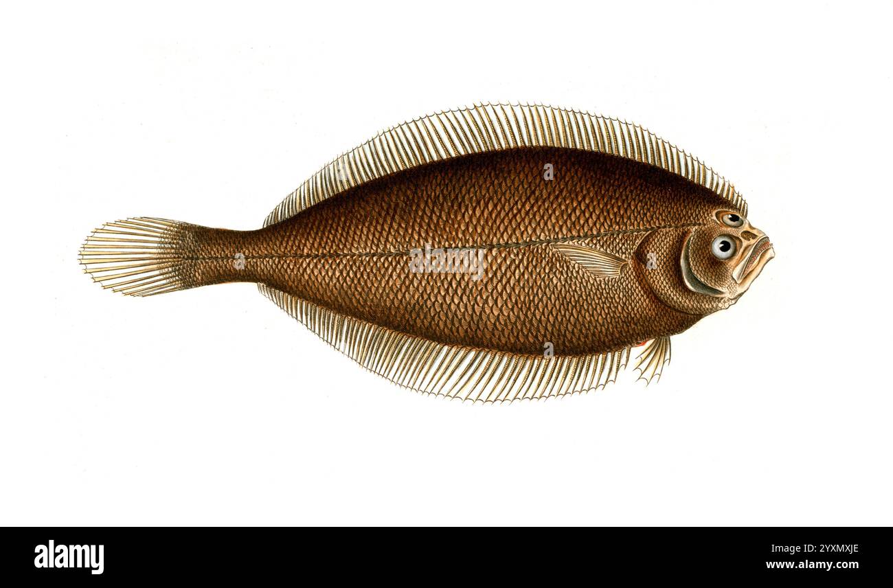 Fisch, Fische, Limanda ferruginea, Syn.: Pleuronectes ferruginaeus ...