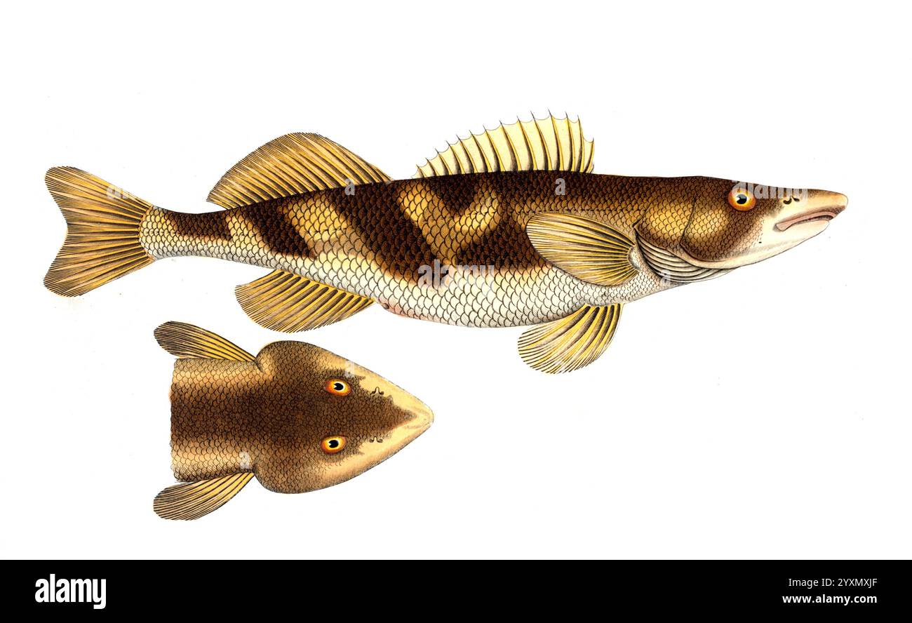 Fisch, Fische, Gattung der Familie Echte Barsche, Perca zingel ...