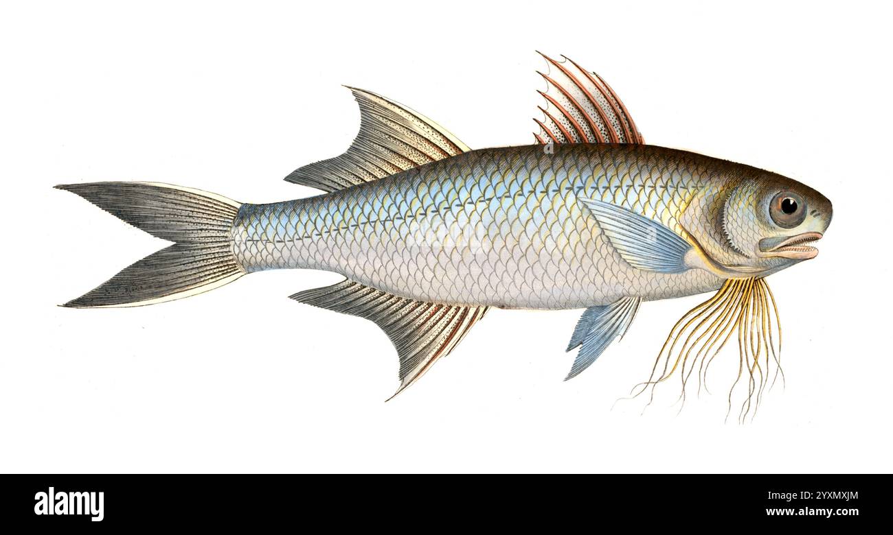 Fisch, Fische, Gattung der Fadenflossen, Polynemus paradiseus, der ...