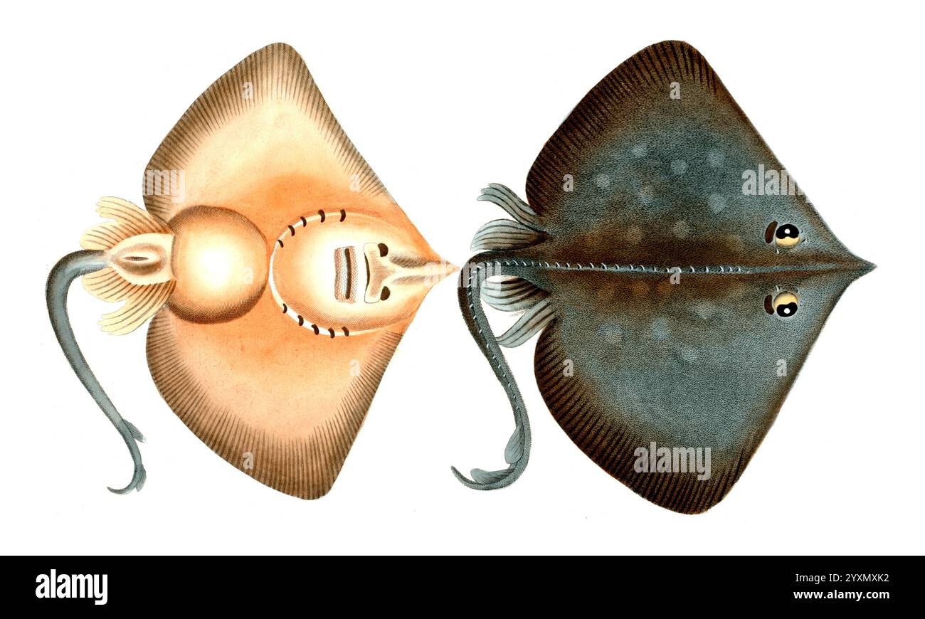 Raja oxyrinchus hi-res stock photography and images - Alamy