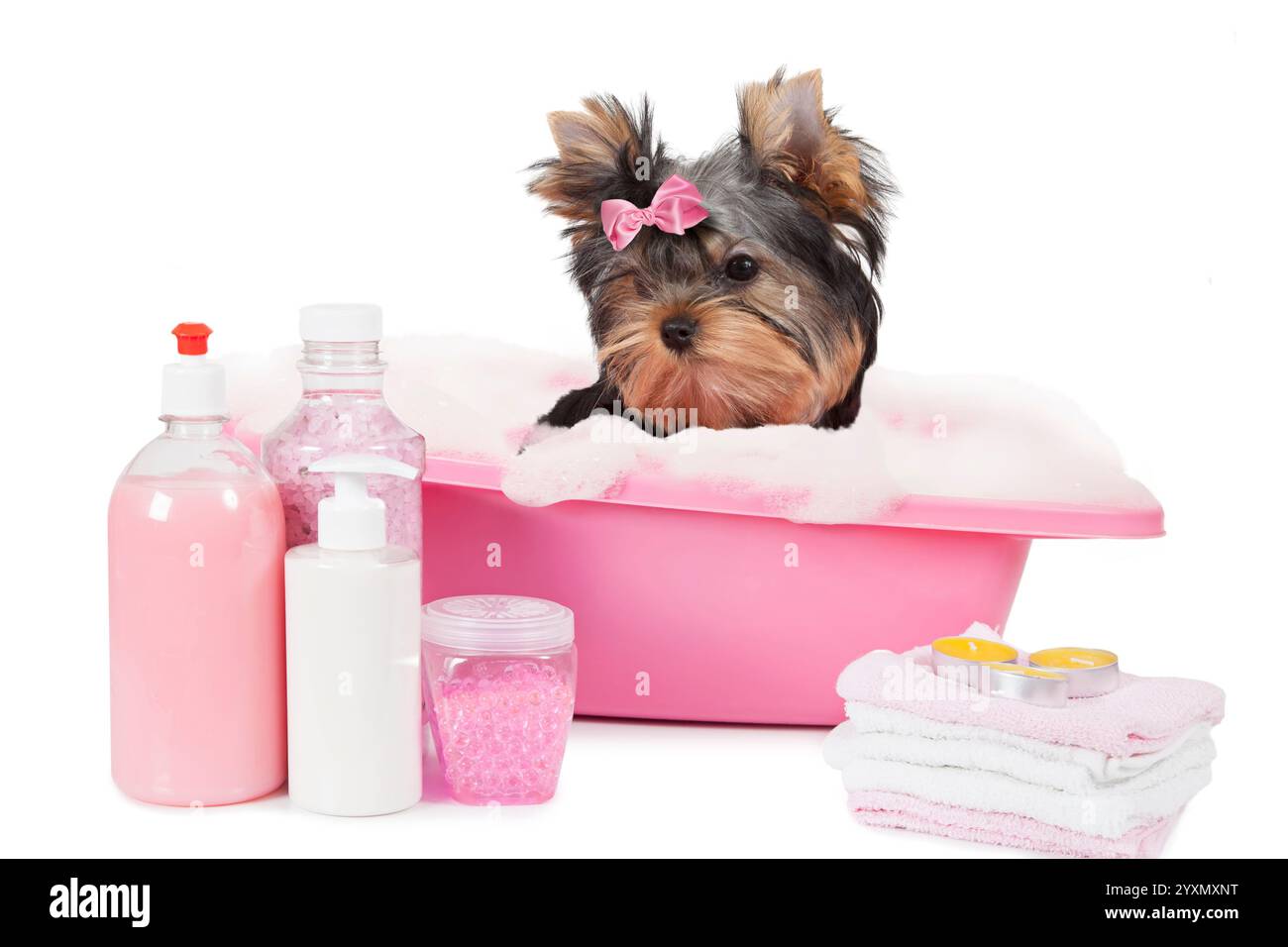 Yorkshire terrier dog bathing in a bubble bath isolated on white ...