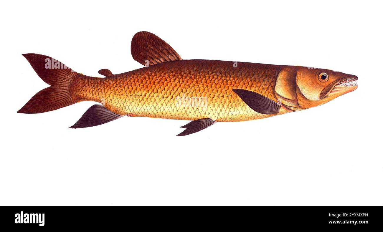 African pike characin hi-res stock photography and images - Alamy