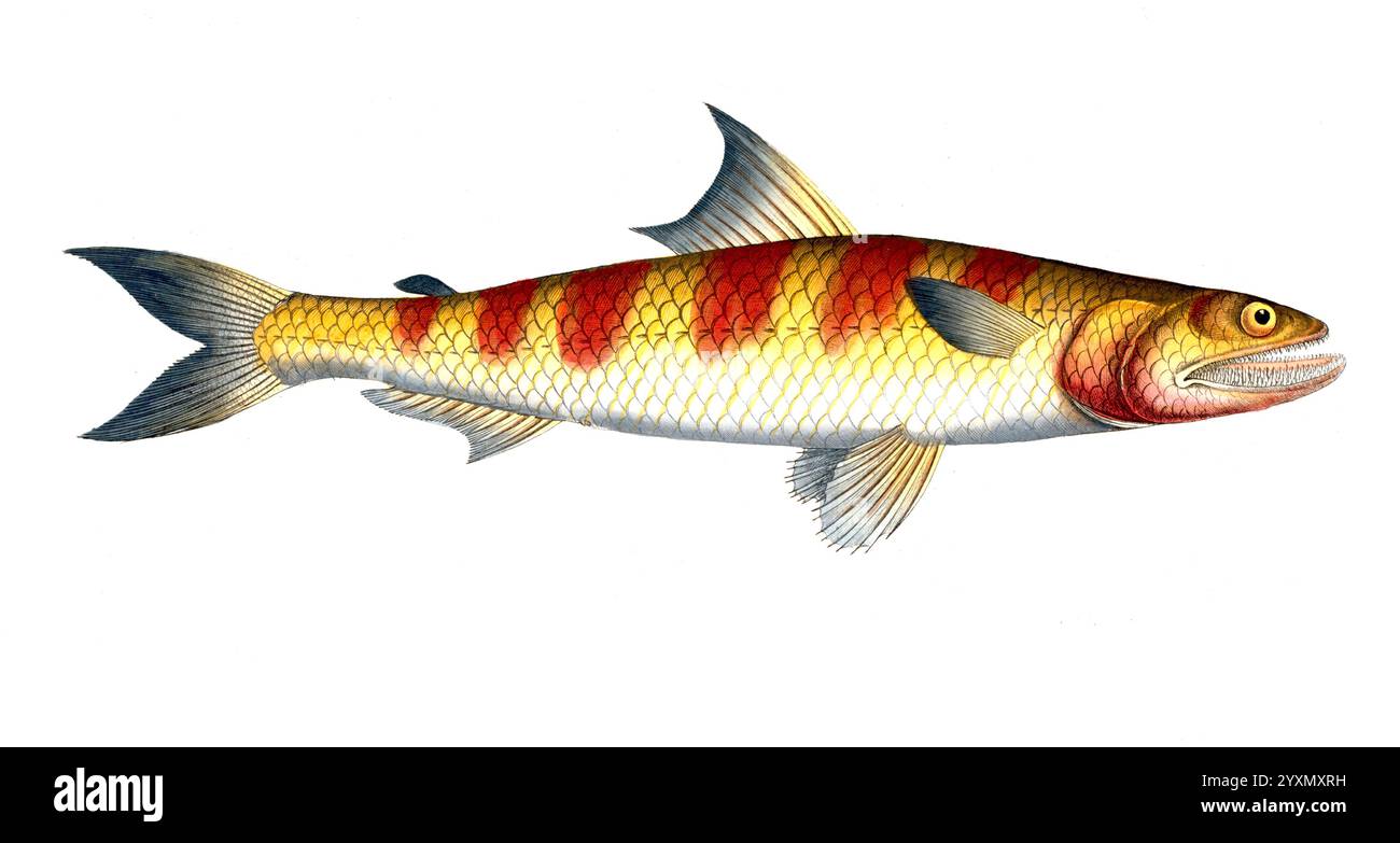 Fisch, Fische, Familie der Lachsfische, Salmo tumbil, Historisch ...