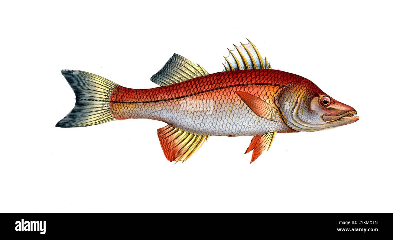 Sciaena undecimalis hi-res stock photography and images - Alamy