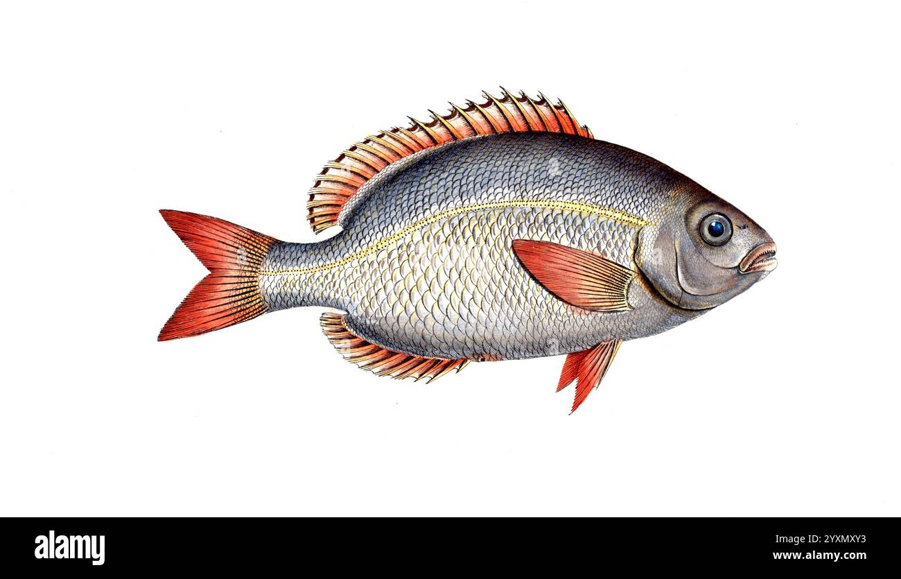 Fisch, Fische, Familie der Meerbrassen, Sparus brama, Brama brama ...
