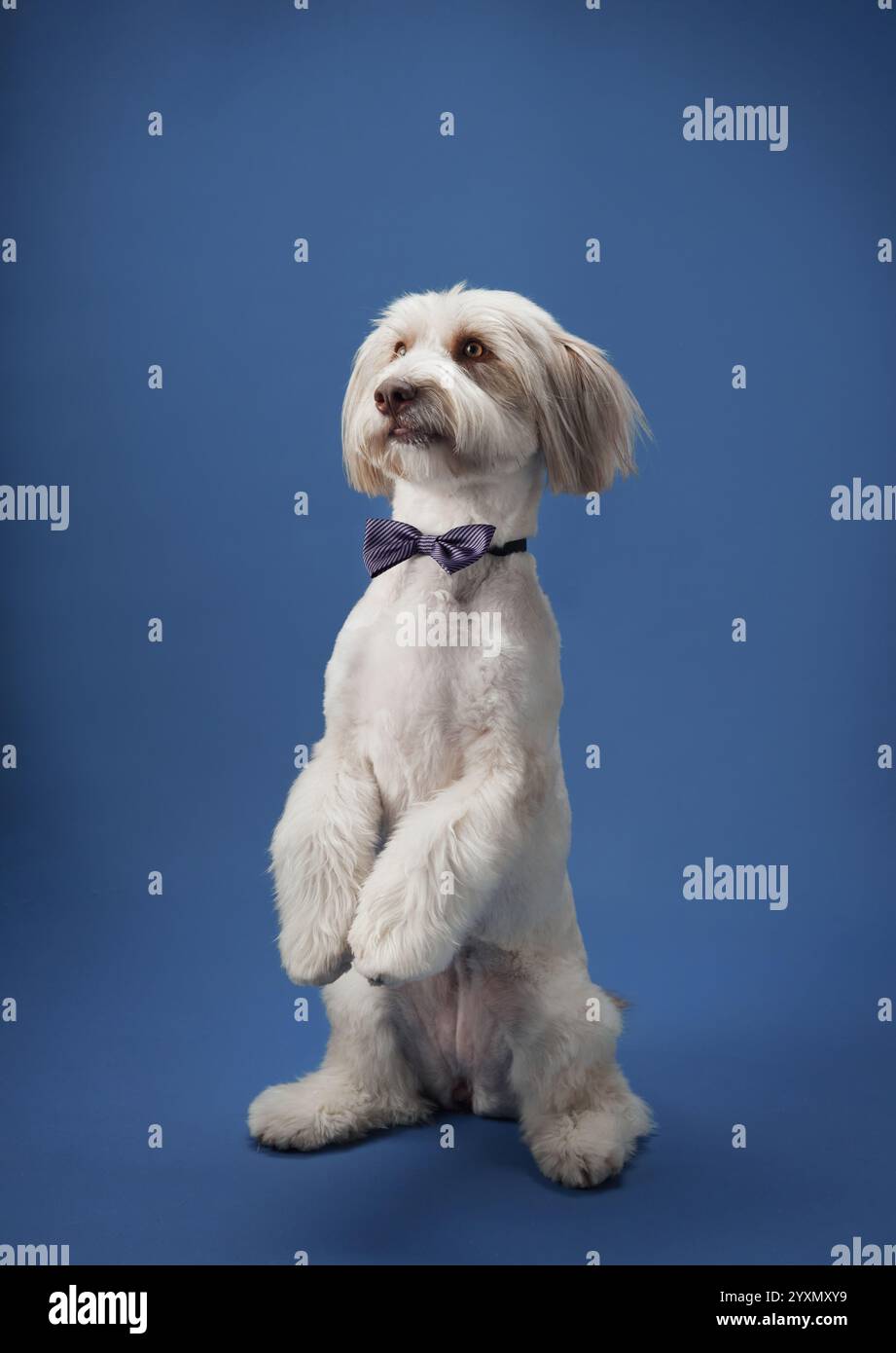 A white fluffy dog sits proudly wearing a navy blue bow tie on a ...