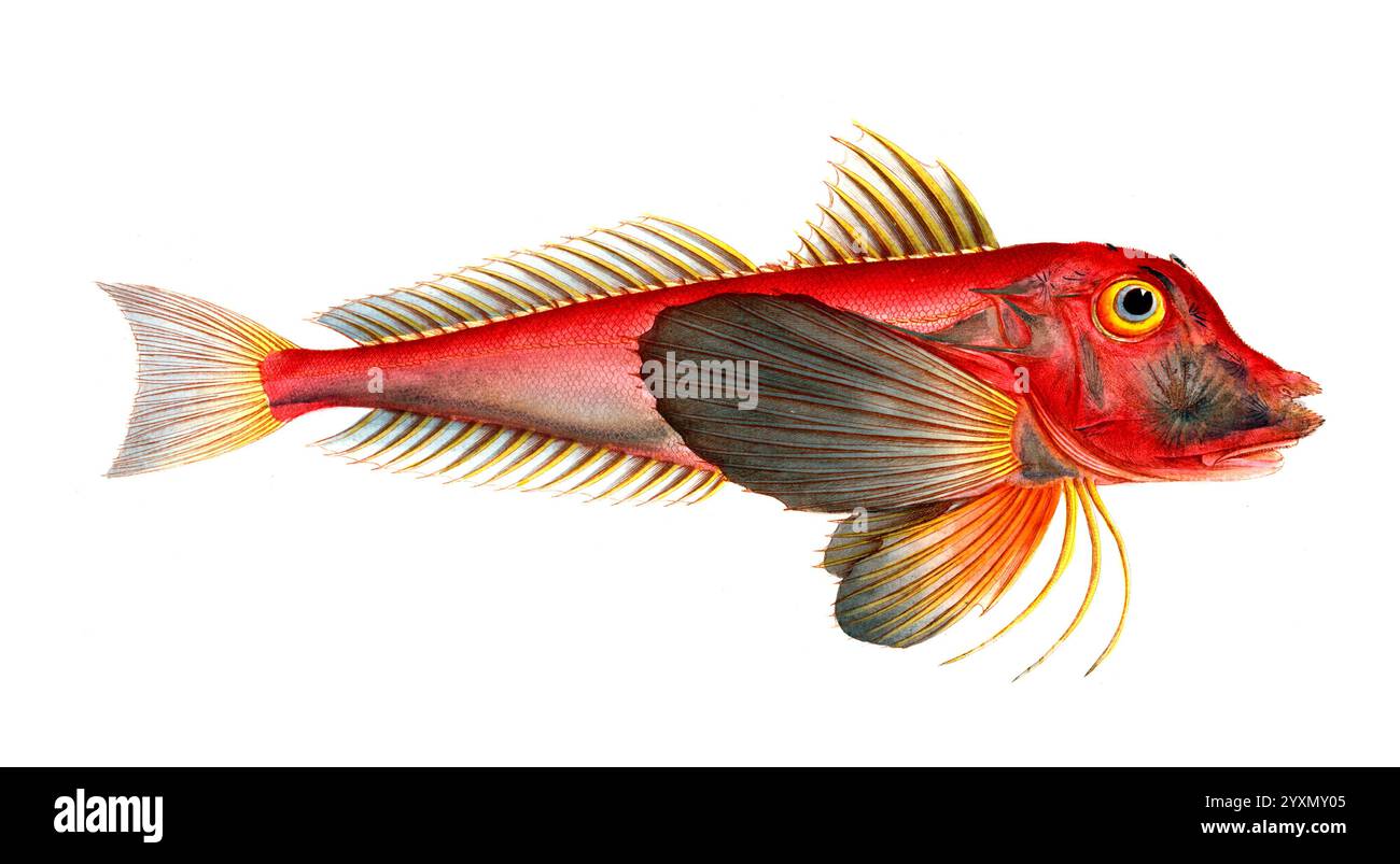 Fisch, Fische, Fischart aus der Unterfamilie der Echten Knurrhähne ...