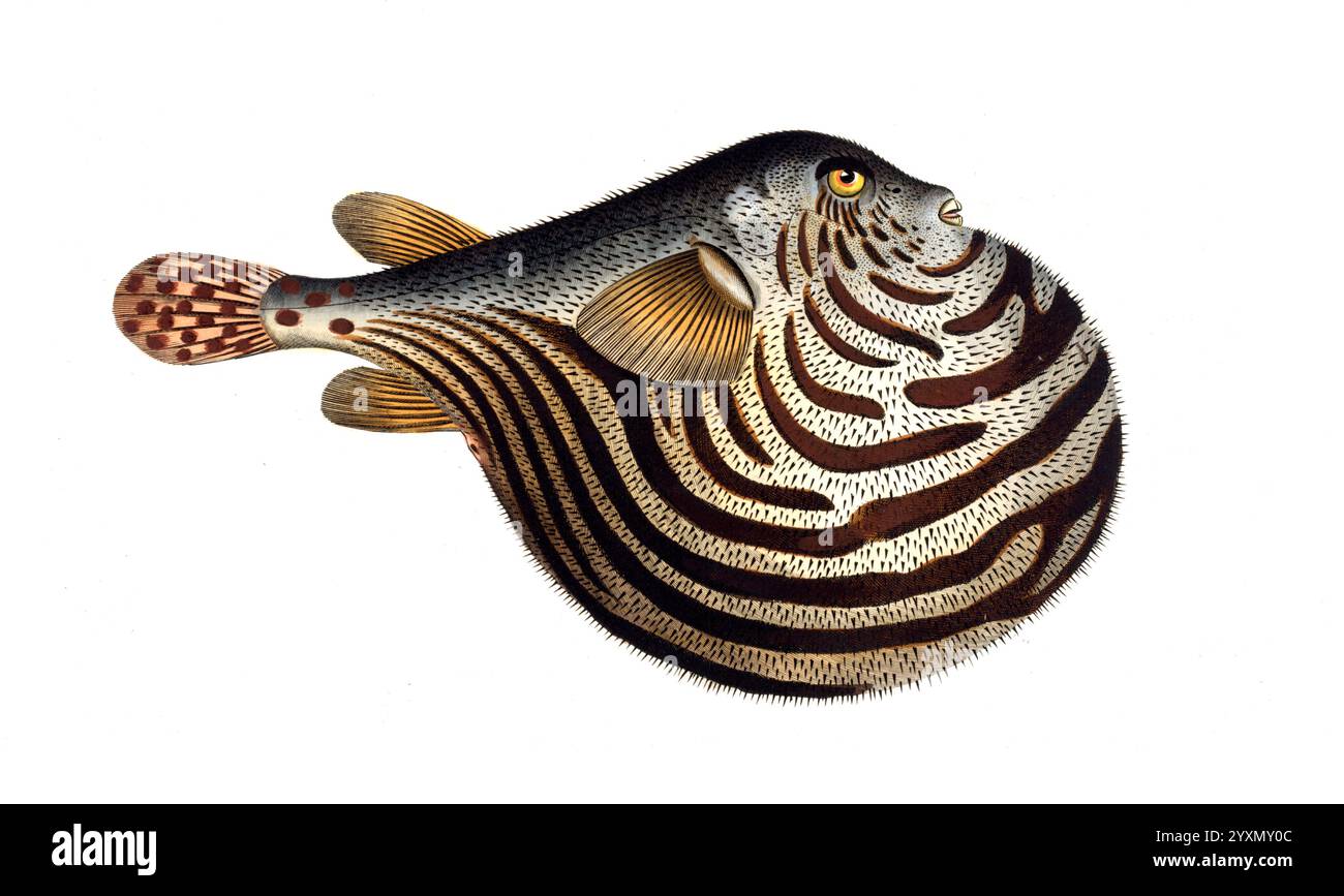 Fisch, Fische, Gattung aus der Familie der Kugelfische, Tetrodon ...