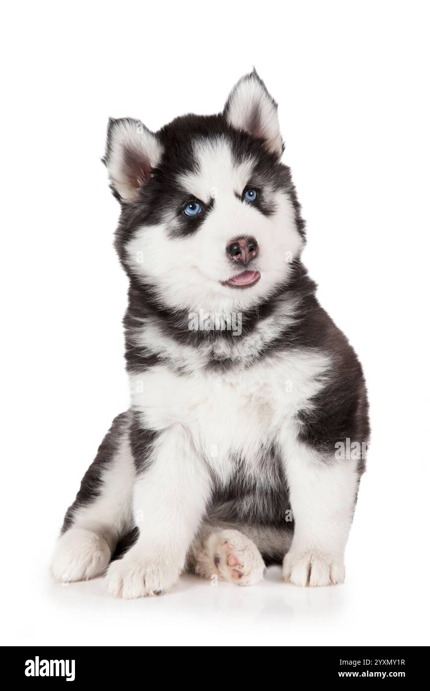 Siberian Husky puppy dog isolated on white background Stock Photo - Alamy