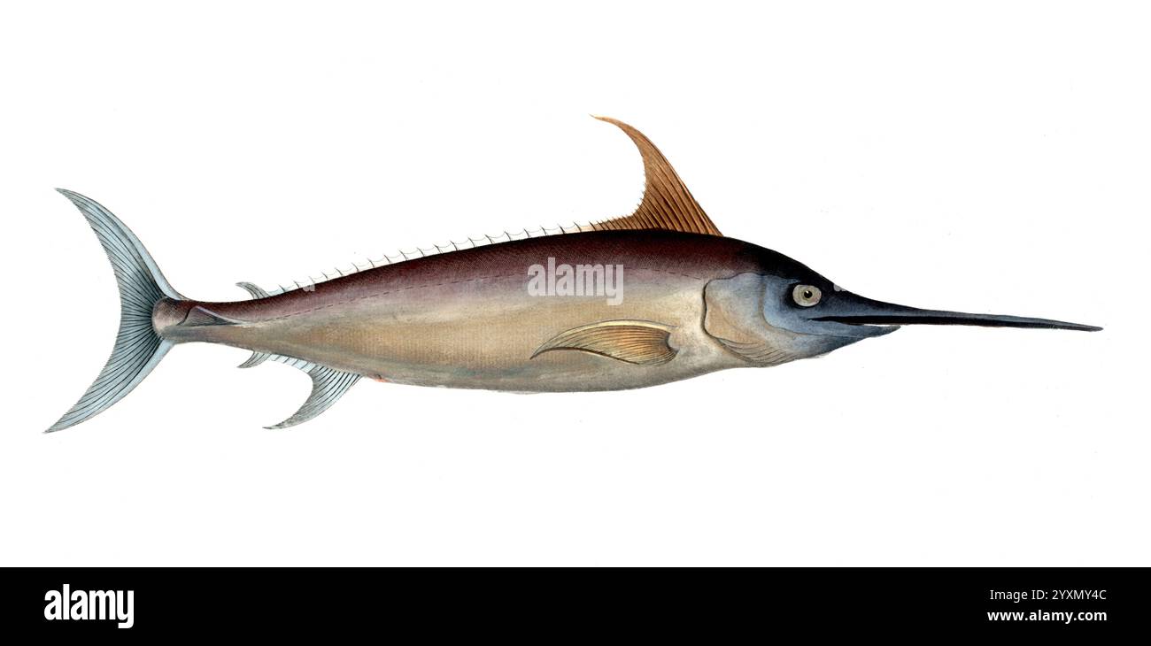 Schwertfisch zeichnung hi-res stock photography and images - Alamy