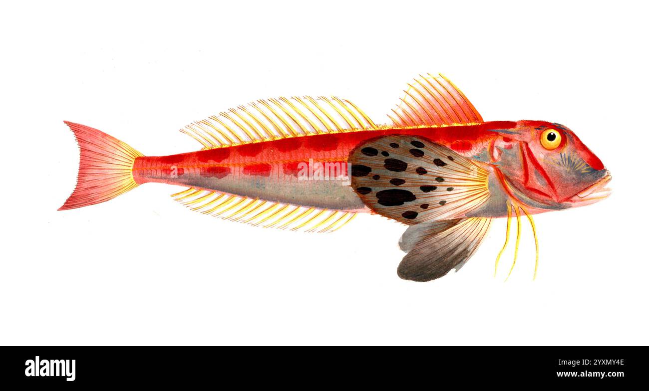 Fisch, Fische, Fischart aus der Unterfamilie der Echten Knurrhähne ...