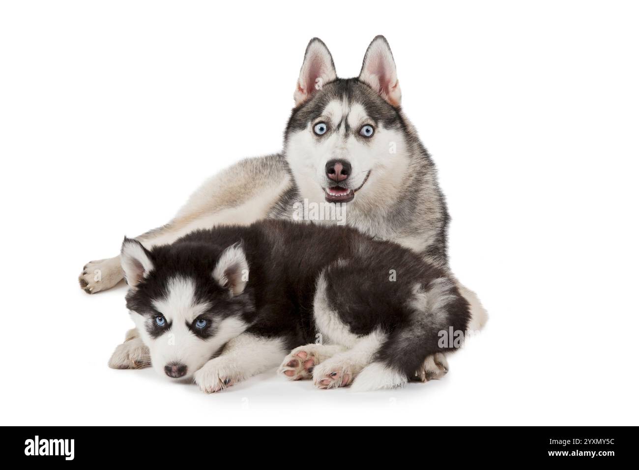 Purebred Siberian Husky dog with two months old puppy isolated on white ...