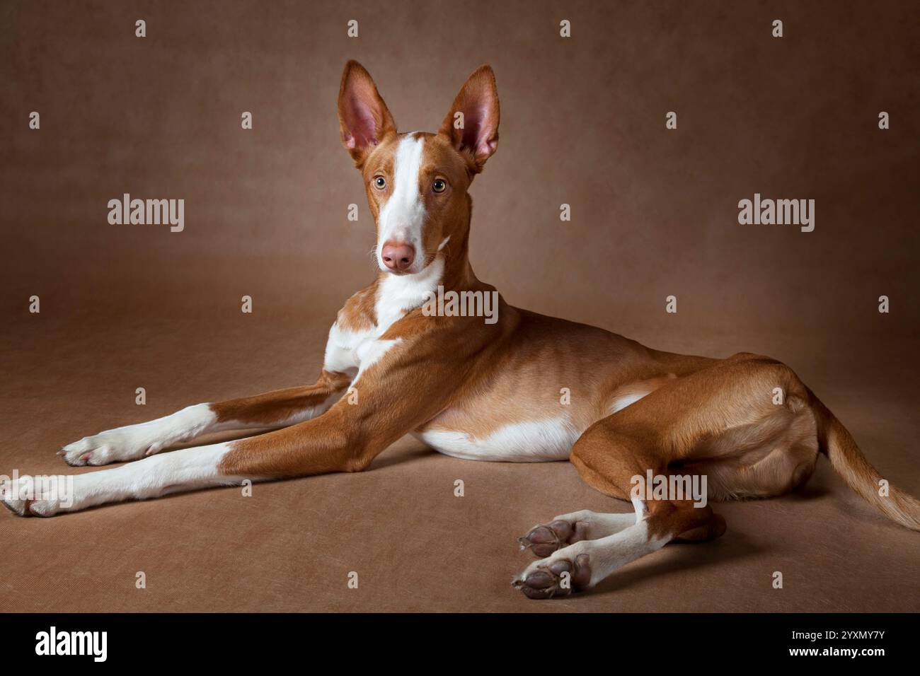 One year old Ibizan Hound (Podenco ibicenco) dog lying in front of ...