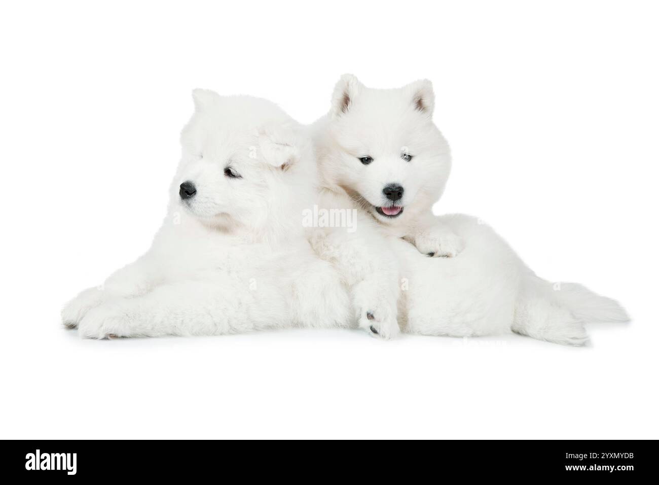 Two Samoyed puppies dog isolated on white background Stock Photo - Alamy