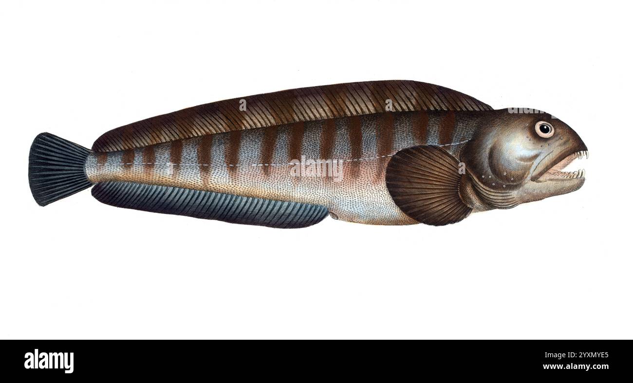 Fisch, Fische, Anarihchas lupus, der Seewolf, the Wolf fish, Historisch ...