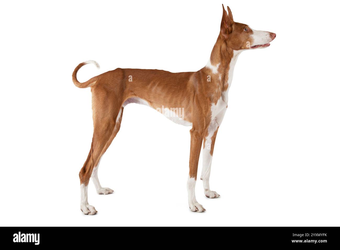 One year old Podenco ibicenco dog isolated on white background Stock ...