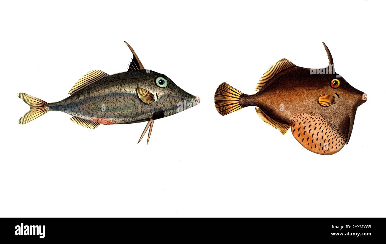 Fisch, Fische, links: Balistes biaculeatus, Der zweistachelige ...