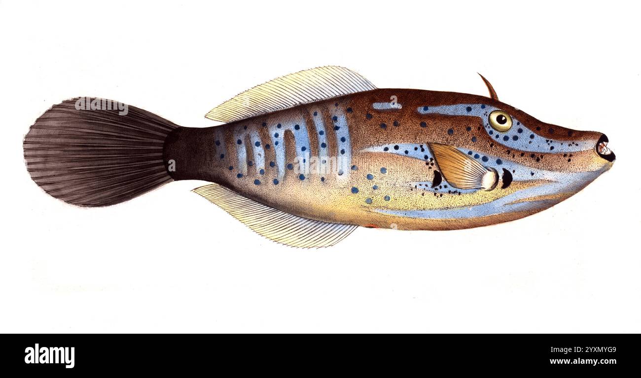 Fisch, Fische, Balistes laevis, Queen-Drückerfisch, smooth old Wife ...