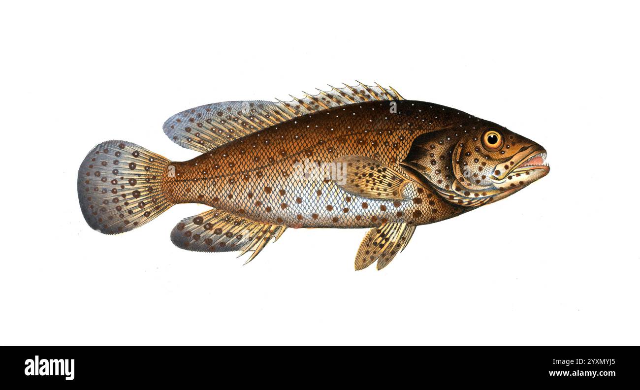 Jacob evertsen fish hi-res stock photography and images - Alamy