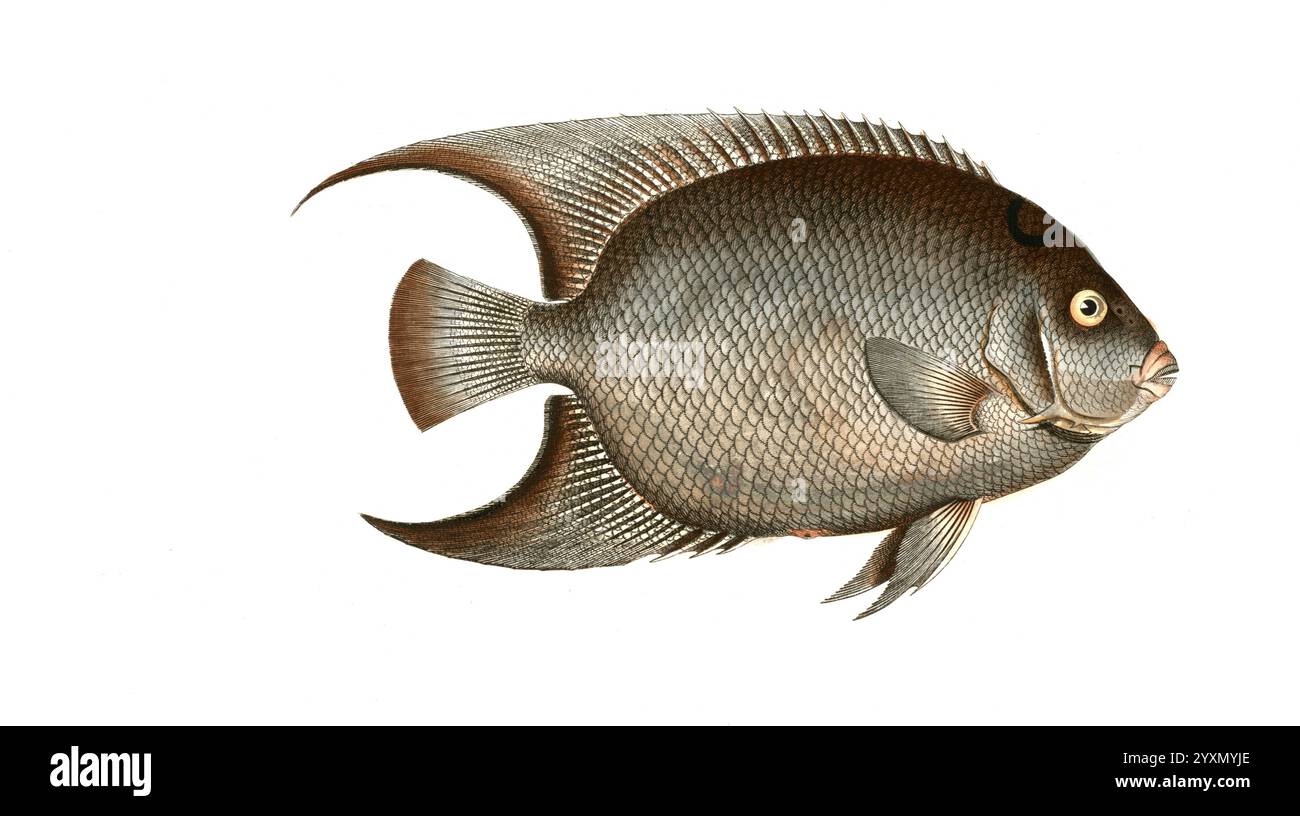 Fisch, Fische, Gattung Falterfische, Falterfisch, Chaetodon ciliaris ...