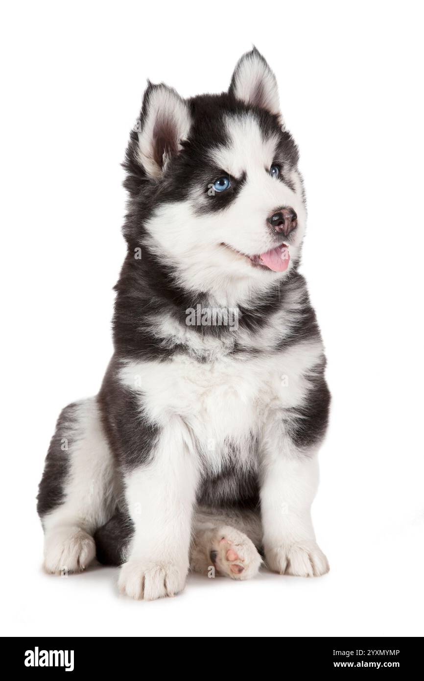 Purebred Siberian Husky puppy dog isolated on white background Stock ...