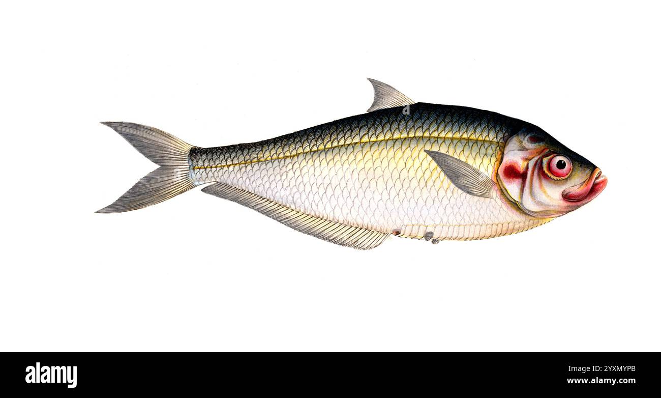 Hering heringe fisch fische hi-res stock photography and images - Alamy
